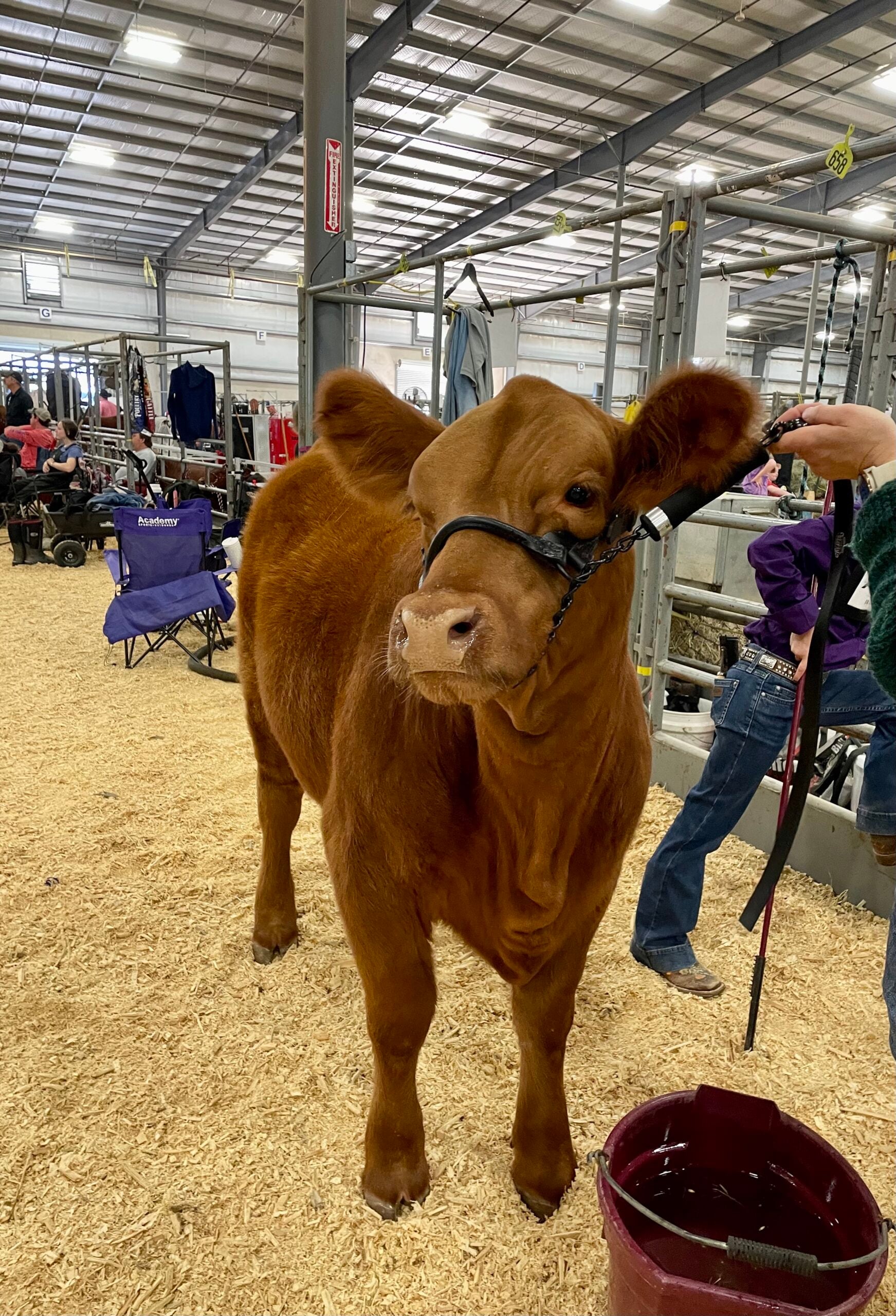 A Complete Guide to the San Antonio Stock Show & Rodeo - The San ...