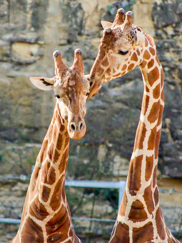 10 Fun Facts About the San Antonio Zoo - The San Antonio Things