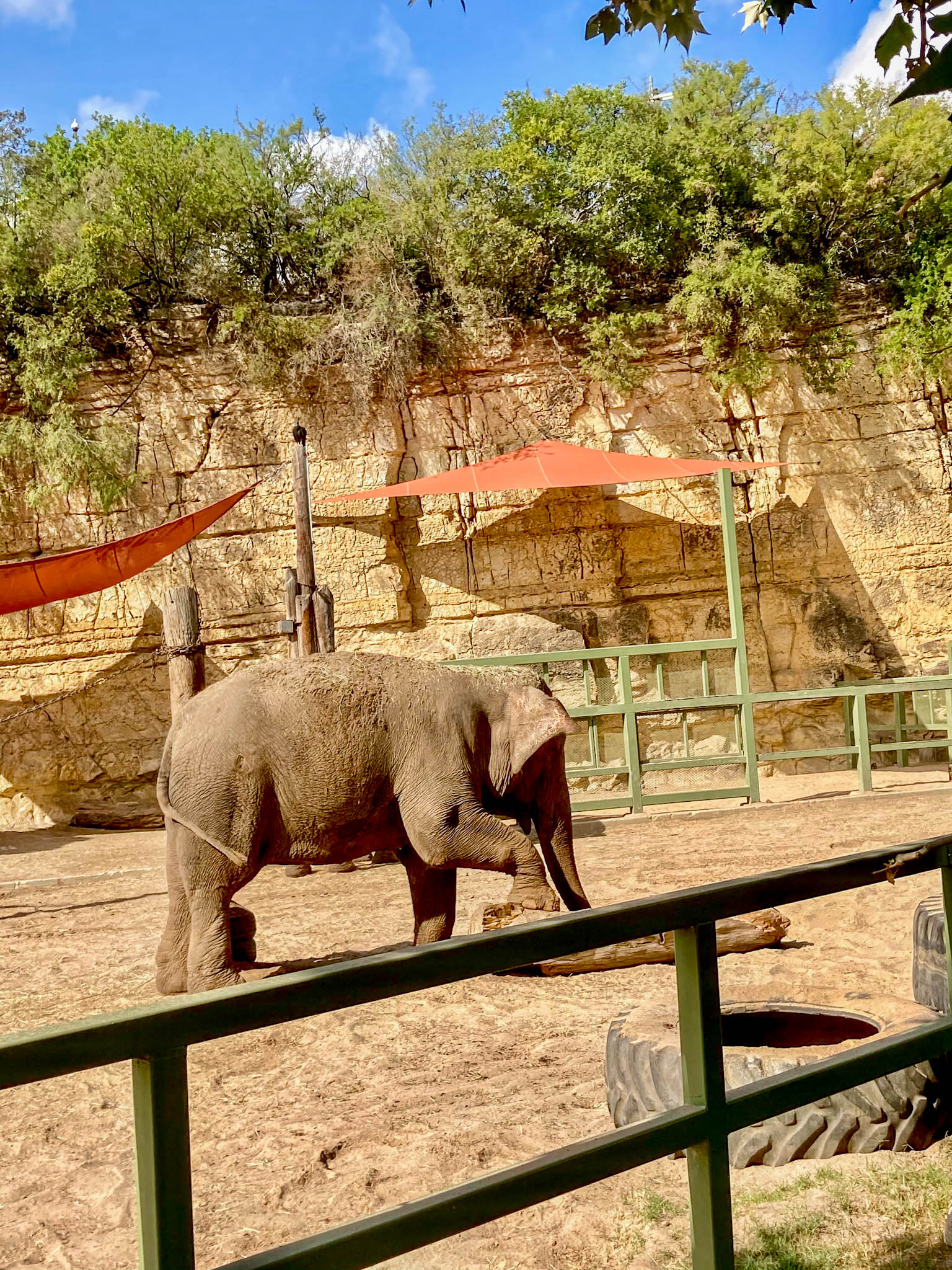 10 Fun Facts About the San Antonio Zoo - The San Antonio Things