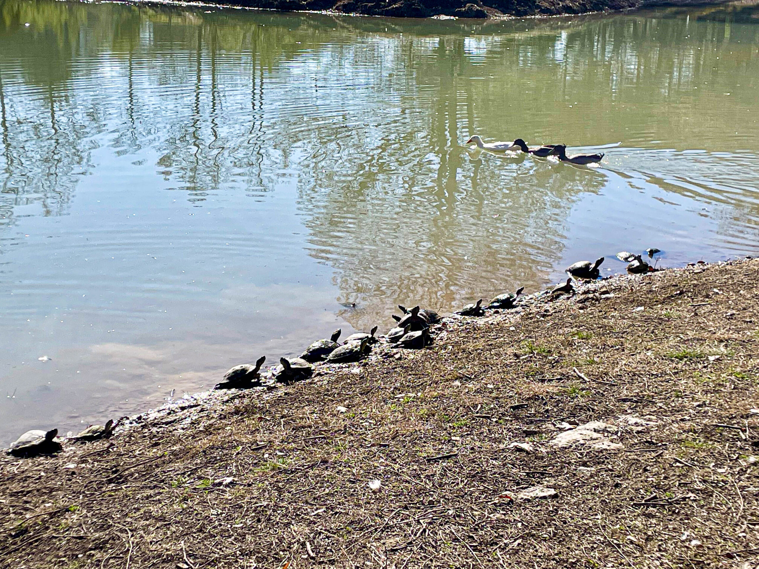 A Visit to Denman Estate Park - The San Antonio Things